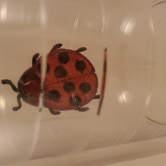 tervis | Kitchen | Tervis 24 Oz Ladybug Tumbler With Lid | Poshmark